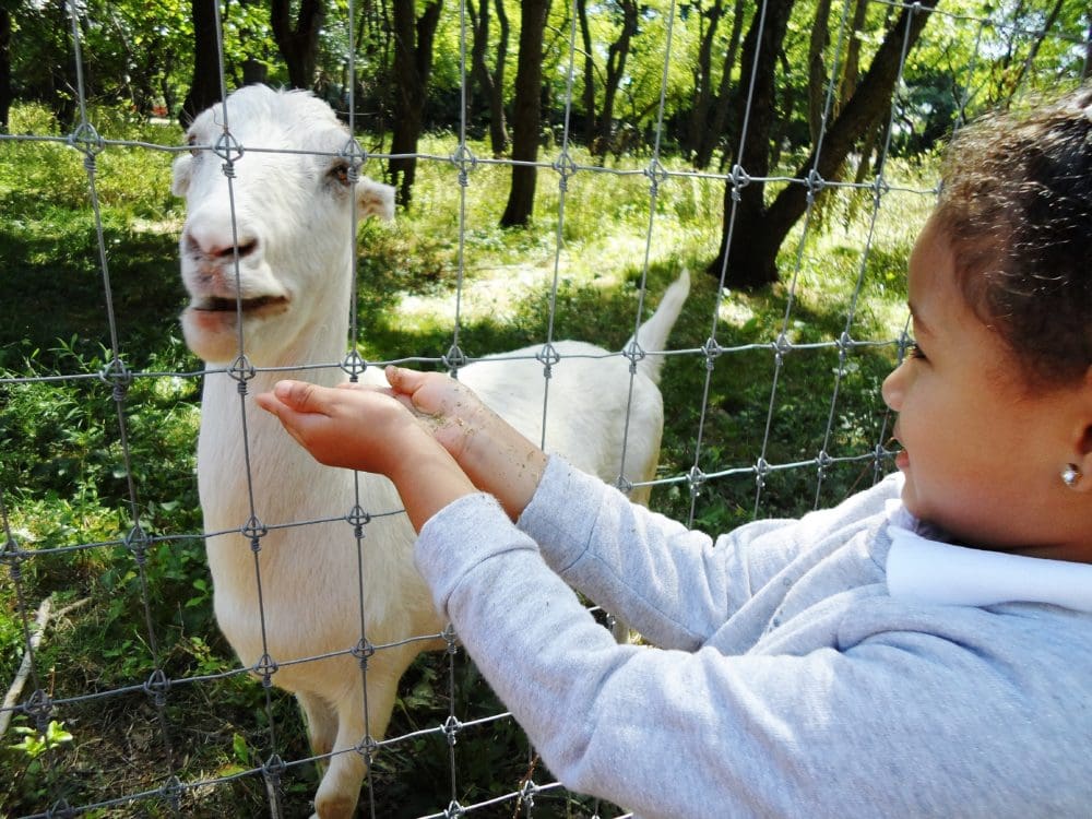 Meet our Animals: Mischievous Goats - Queens County Farm Museum