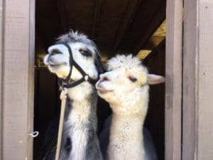 Plan Your Visit - Queens County Farm Museum