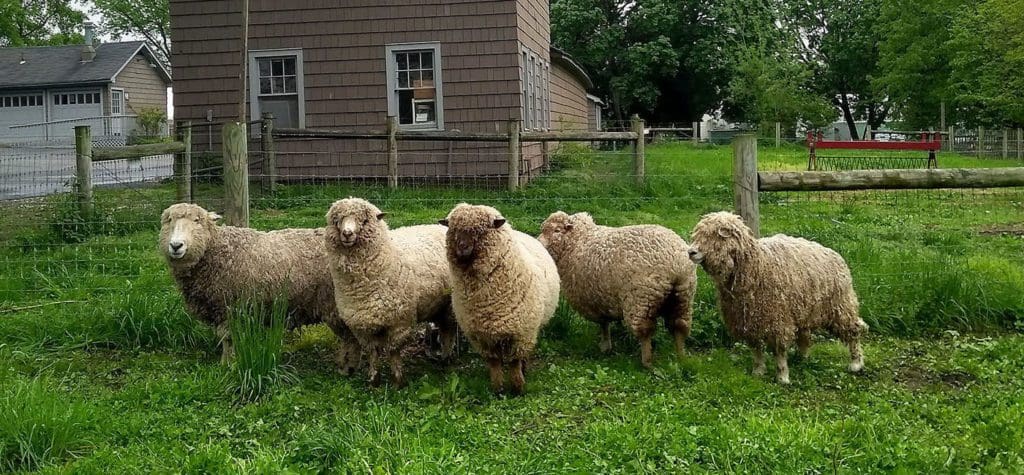 Sheep Shearing Festival - Queens County Farm Museum