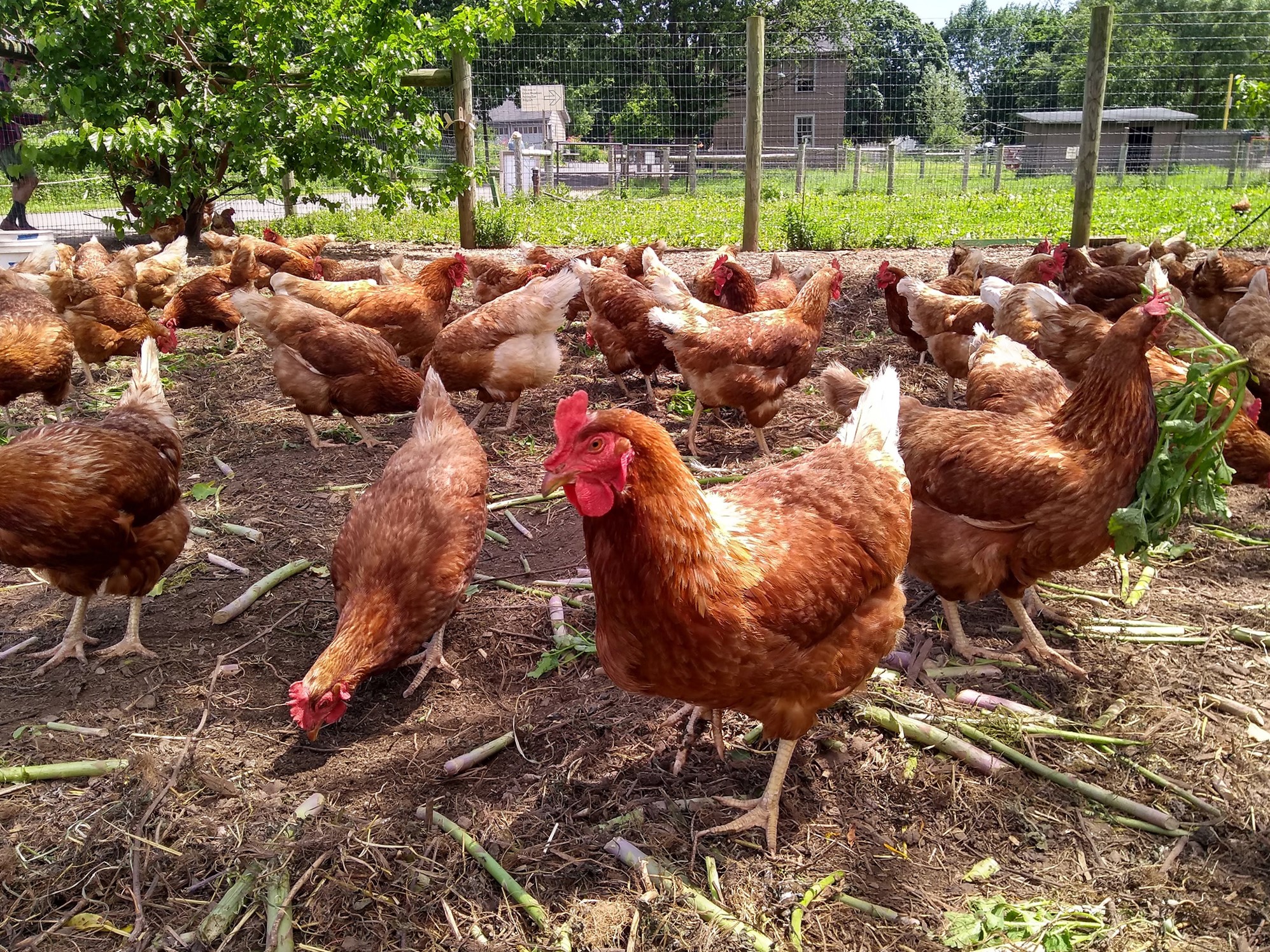 Egg-ducation Classes at Queens Farm Offer Free Resources on Raising ...