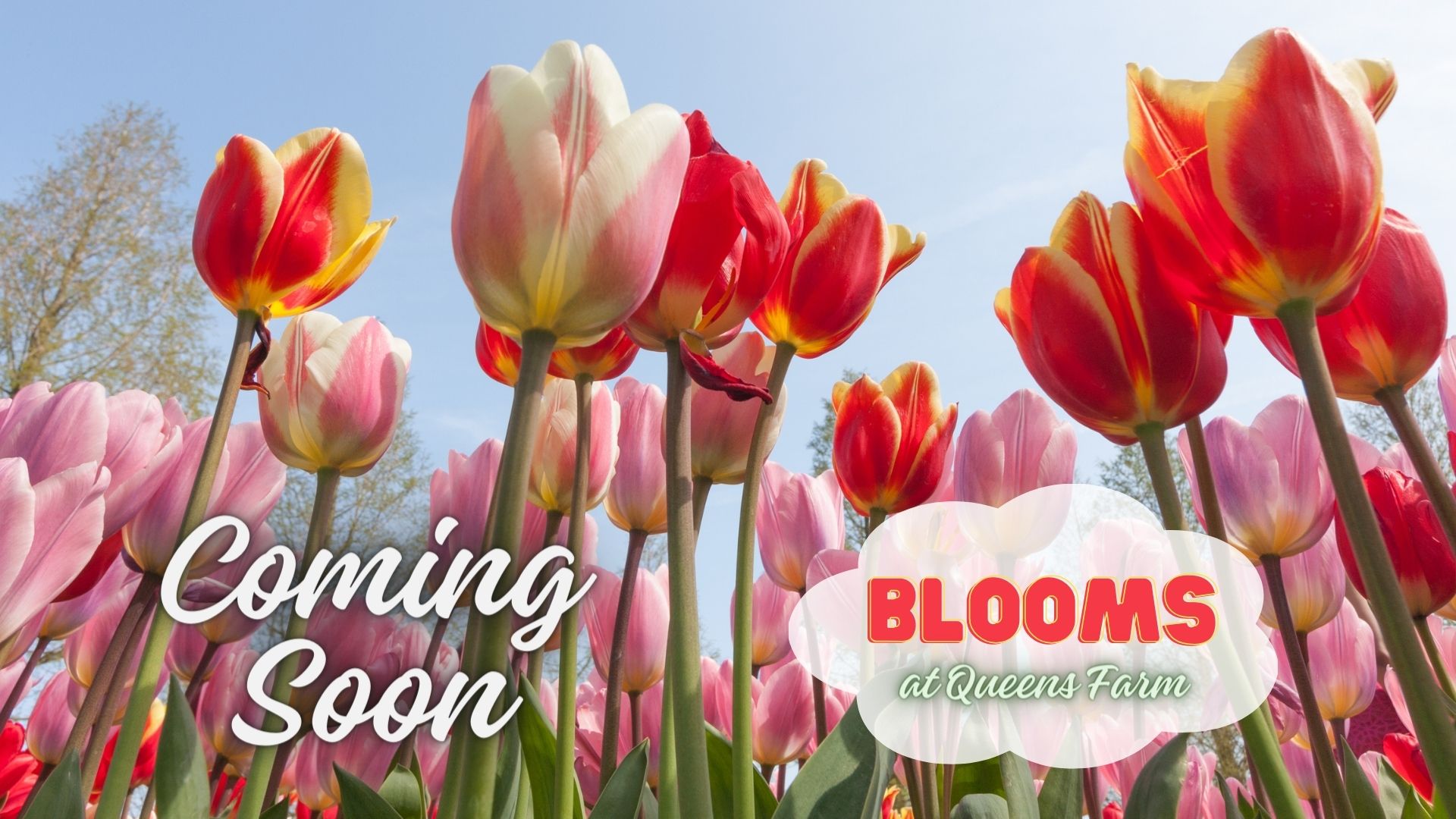 Sneak Peek! Blooms at Queens Farm - Queens County Farm Museum