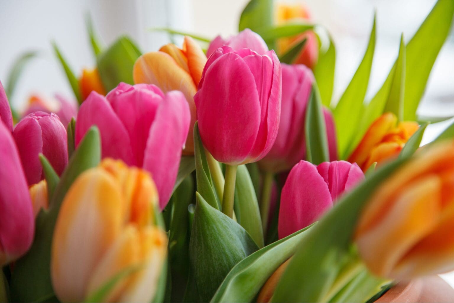 Blooms at Queens Farm - Queens County Farm Museum