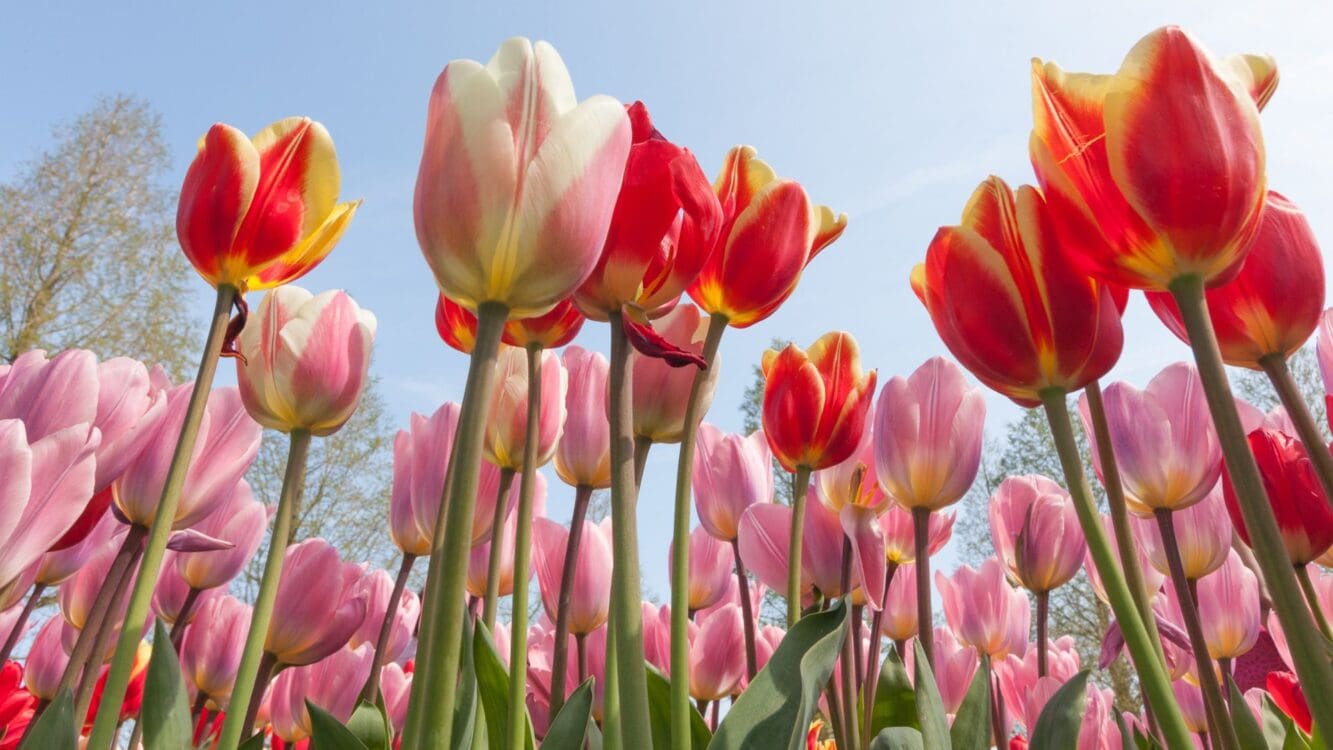 Blooms at Queens Farm - Queens County Farm Museum