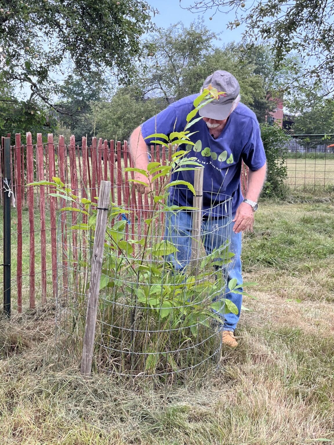 Restoring the American Chestnut - Queens County Farm Museum