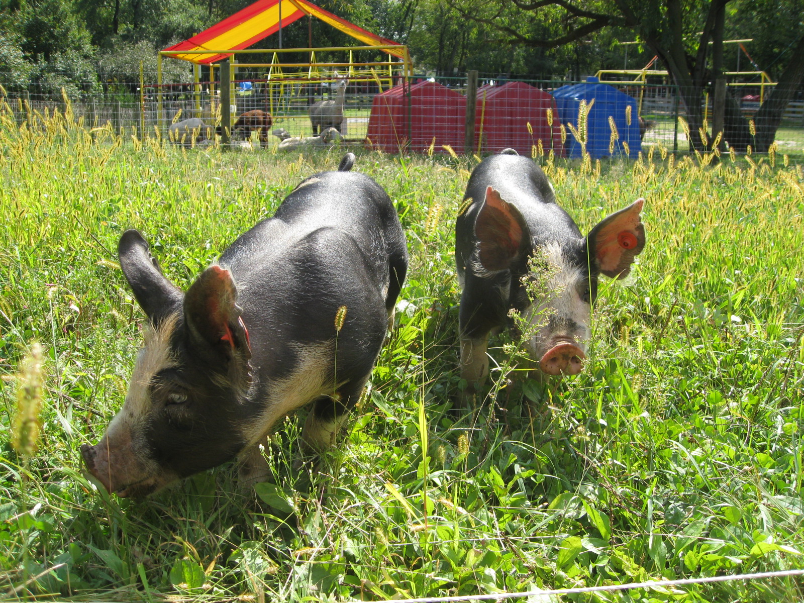 Meet our Animals: Playful Pigs - Queens County Farm Museum