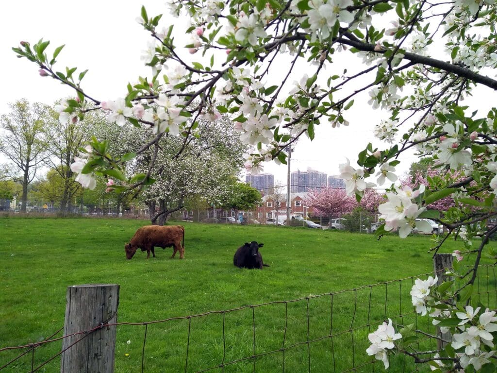 Meet our Animals: Jethro and Dexter - Queens County Farm Museum