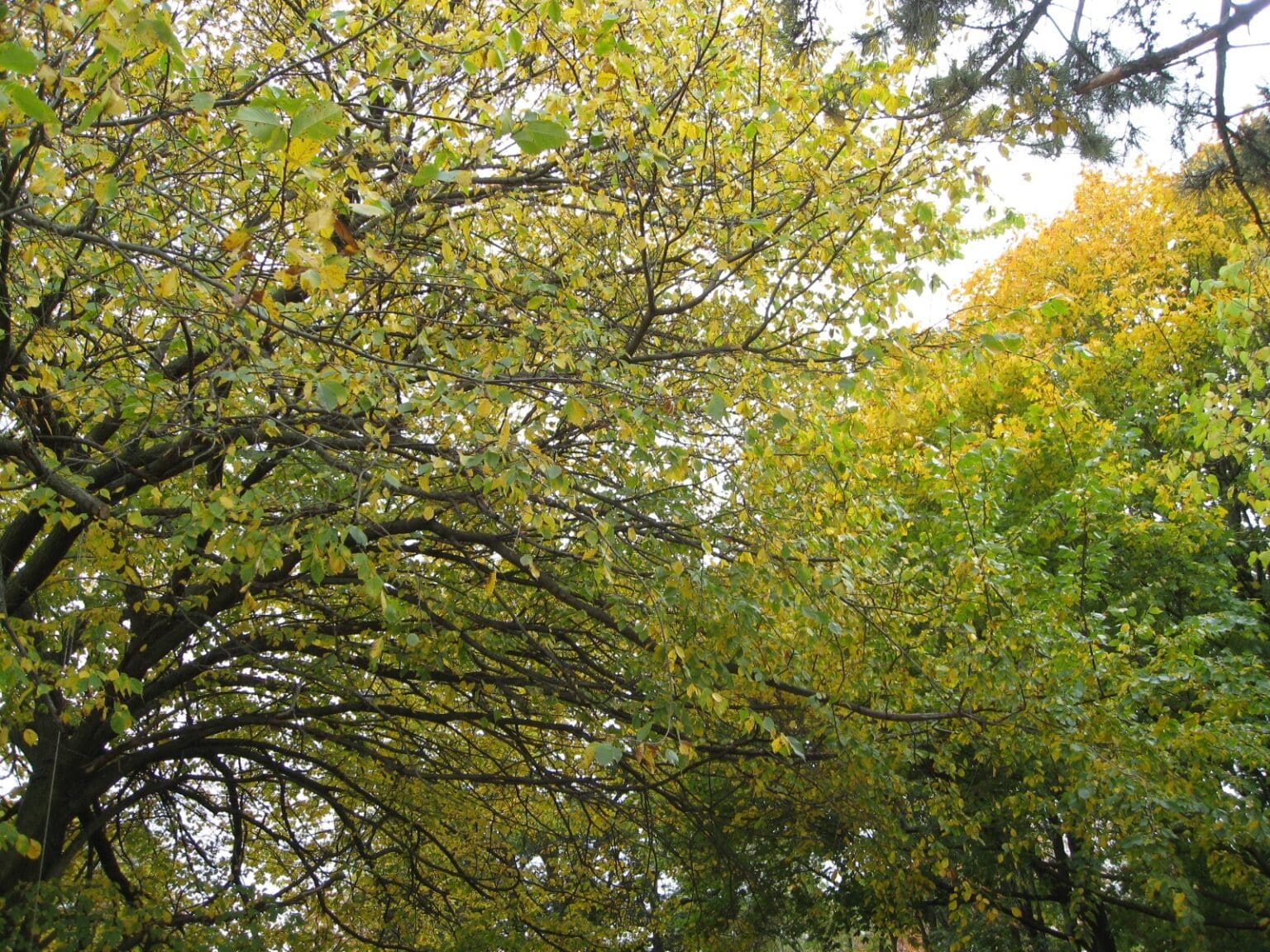 Rooted in History - Queens County Farm Museum