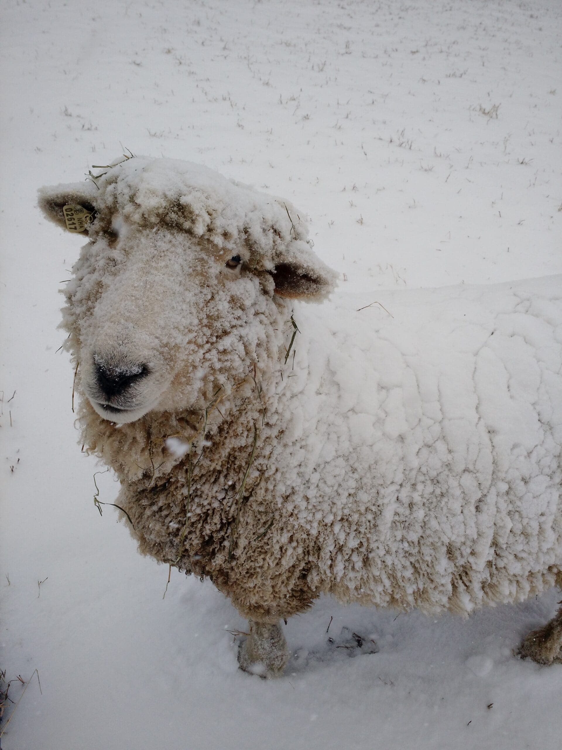 Meet our Animals: Silky Soft Jacobs Ewes - Queens County Farm Museum