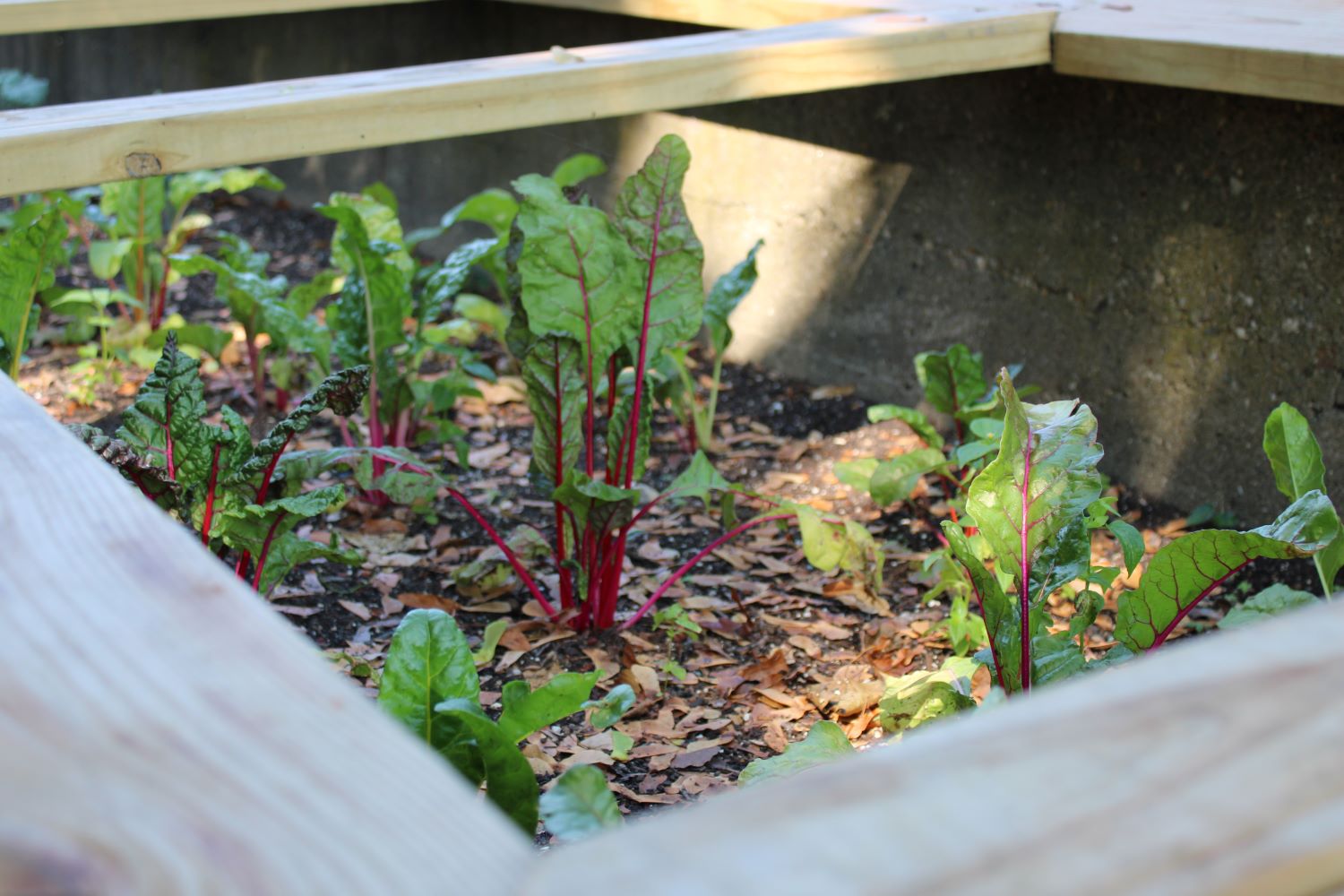 Garden to Table: Sweet Summer Solstice - Queens County Farm Museum